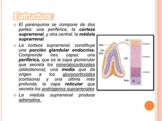 glandulas suprarrenales NICOLE RENDON | PPTX