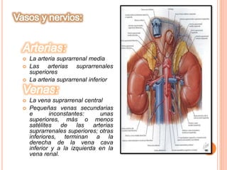glandulas suprarrenales NICOLE RENDON | PPTX