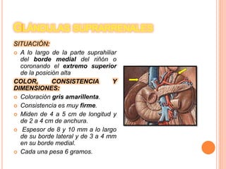 glandulas suprarrenales NICOLE RENDON | PPTX
