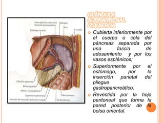 glandulas suprarrenales NICOLE RENDON | PPTX