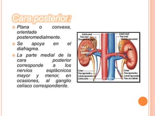 glandulas suprarrenales NICOLE RENDON | PPTX