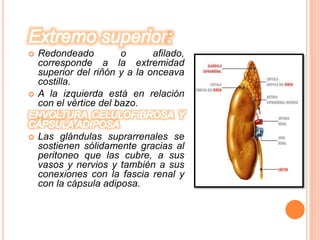 glandulas suprarrenales NICOLE RENDON | PPTX
