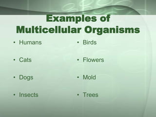 Unicellular and mulitcellular | PPTX