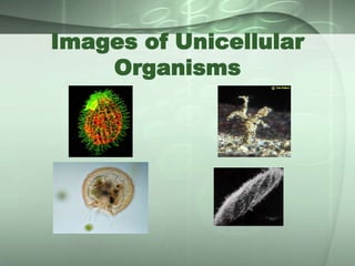 Unicellular Cells Examples