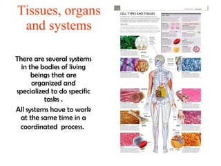 Unicellular and pluricellular living things | PPT
