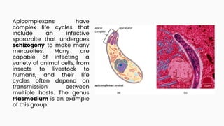 Unicellular Eukaryotic Parasites, definition and background | PDF