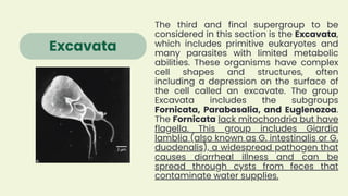 Unicellular Eukaryotic Parasites, definition and background | PDF