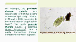 Unicellular Eukaryotic Parasites, definition and background | PDF