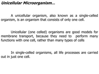 Unicellular Animals Examples