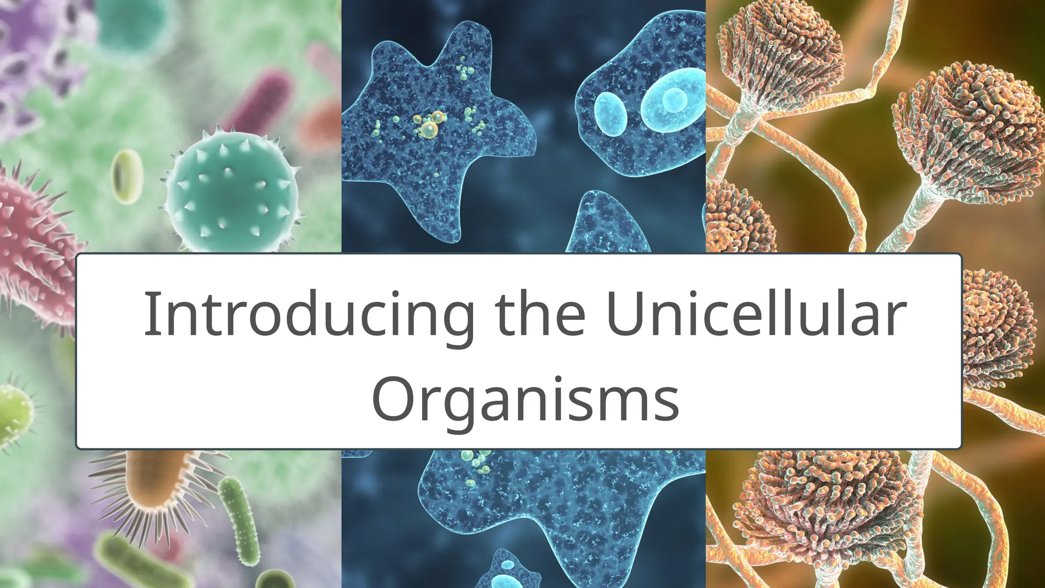 Examples of Unicellular Organisms (The Science of Life Grade 7 Second ...