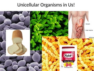 Different types of Unicellular Organisms ppt.pptx