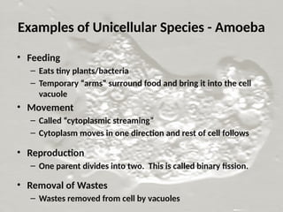 Different types of Unicellular Organisms ppt.pptx