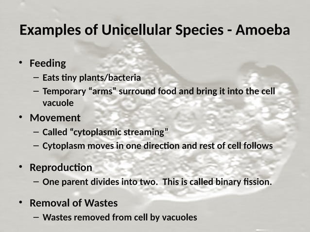 Different types of Unicellular Organisms ppt.pptx