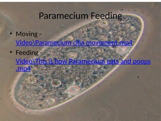 Different types of Unicellular Organisms ppt.pptx