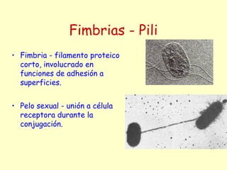Unidad 2-1-citologia-y-morfologia-bacteriana6 | PPT