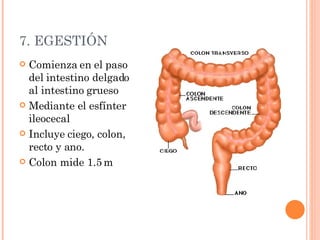 Unidad 3, Sistema Digestivo | PPT