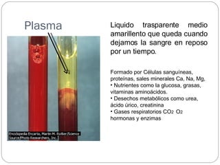 Unidad 4 Sistema Circulatorio | PPT
