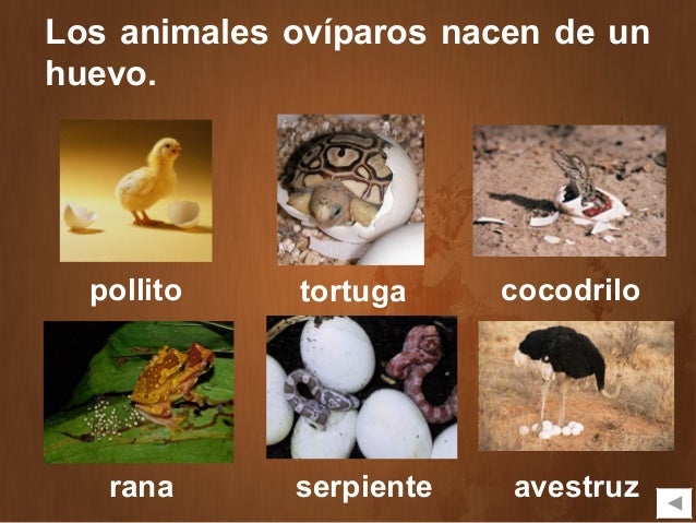 LOS ANIMALES