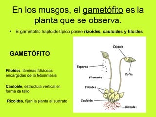 unidad 6 segunda parte | PPT