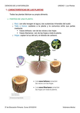 Unidad 1. Las plantas | PDF
