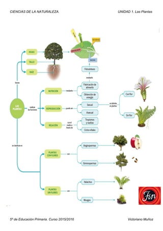 Unidad 1. Las plantas | PDF