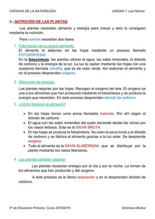 Unidad 1. Las plantas | PDF
