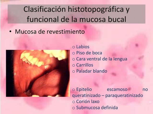 Mucosa bucal | PPTX