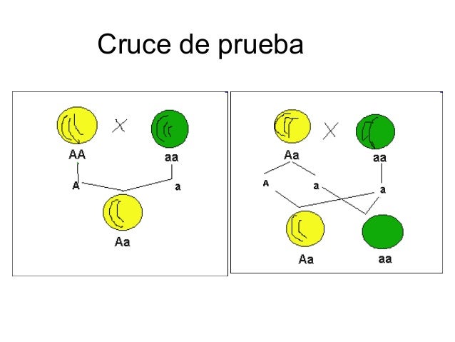 genetica mendeliana: glosario genetica