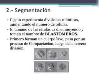 Unidad 18 Embriología general y organogénesis COMPLETA | PPTX