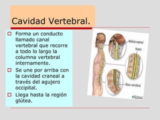 Unidad 1 anatomia | PPTX