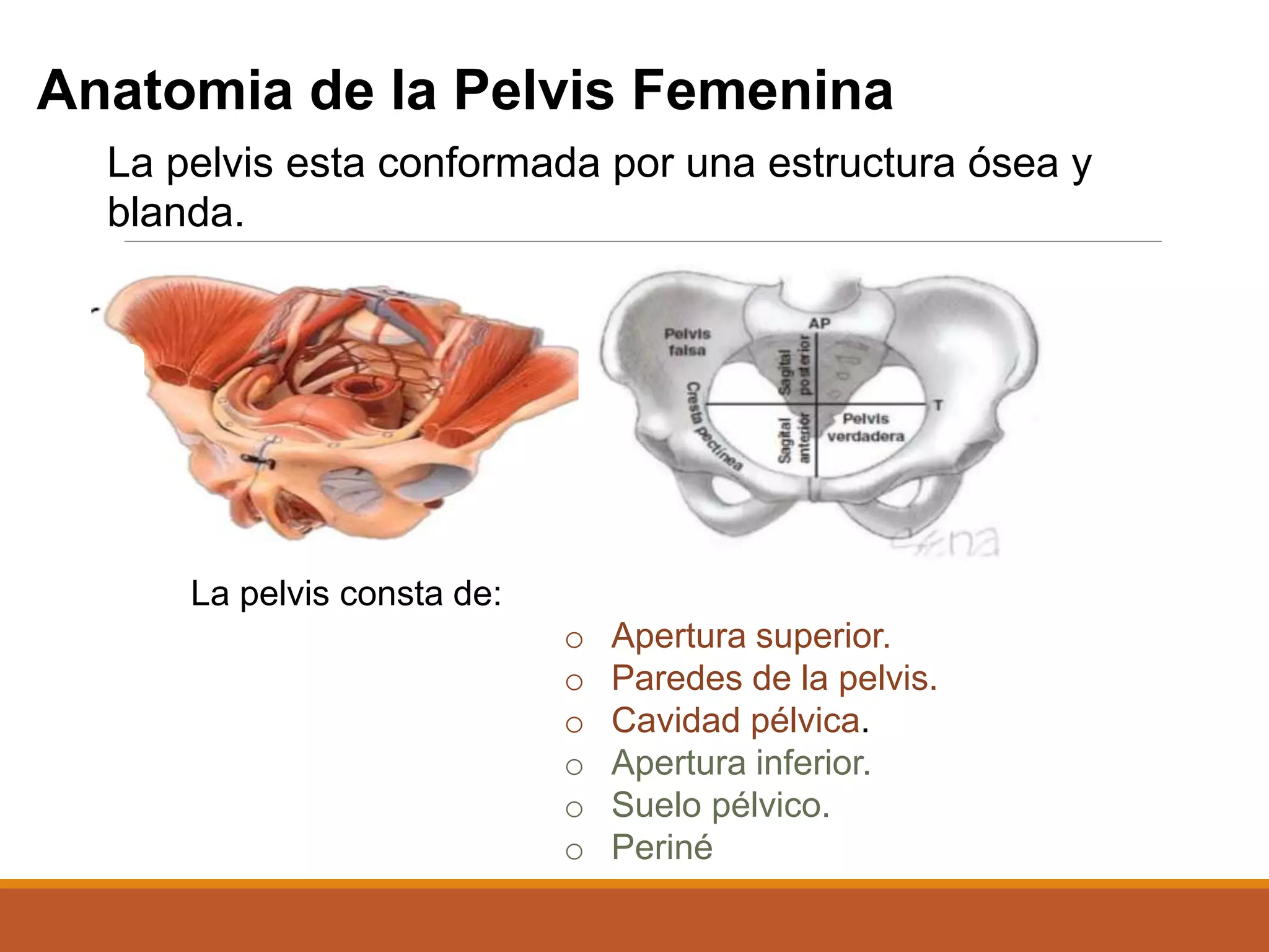 unidad 1_anatomia pelvis femenina.ppt