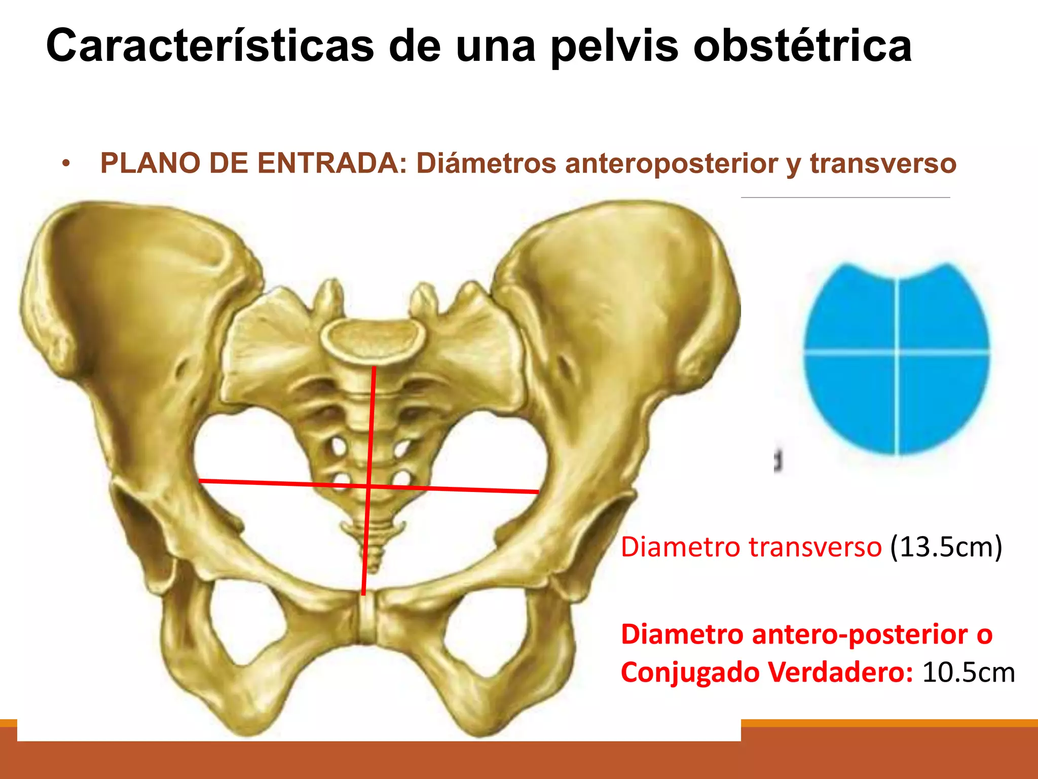 unidad 1_anatomia pelvis femenina.ppt