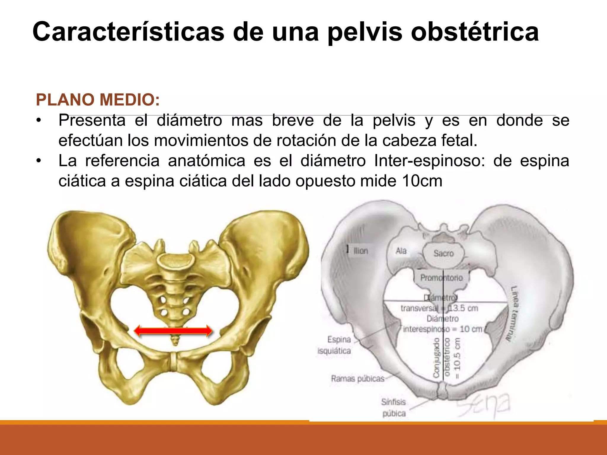 unidad 1_anatomia pelvis femenina.ppt