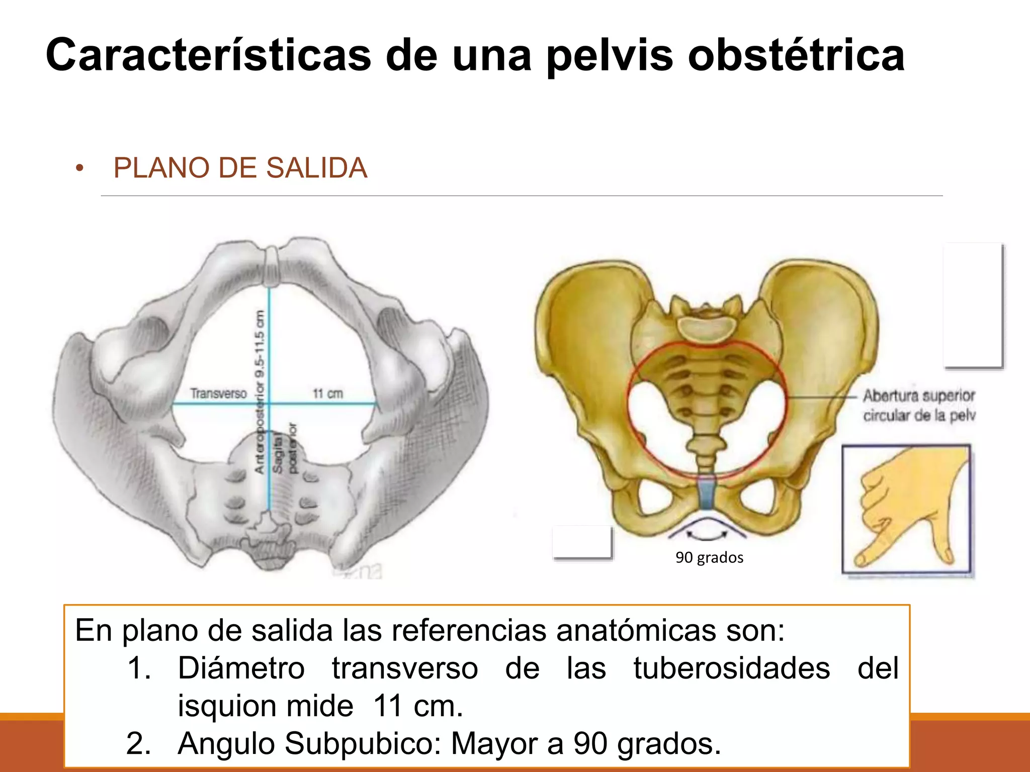 unidad 1_anatomia pelvis femenina.ppt