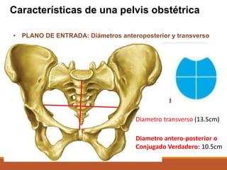 unidad 1_anatomia pelvis femenina.ppt