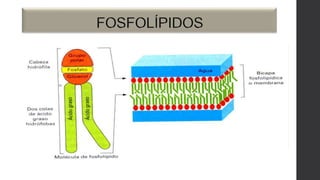 fisiologia celular y tejidos exitables | PPTX