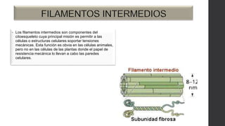 fisiologia celular y tejidos exitables | PPTX