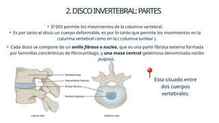 Anatomia básica por regiones, dorso, columna vertebral | PPTX