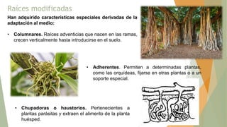 Unidad 2. Órganos vegetativos de las plantas.pdf