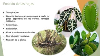 Unidad 2. Órganos vegetativos de las plantas.pdf
