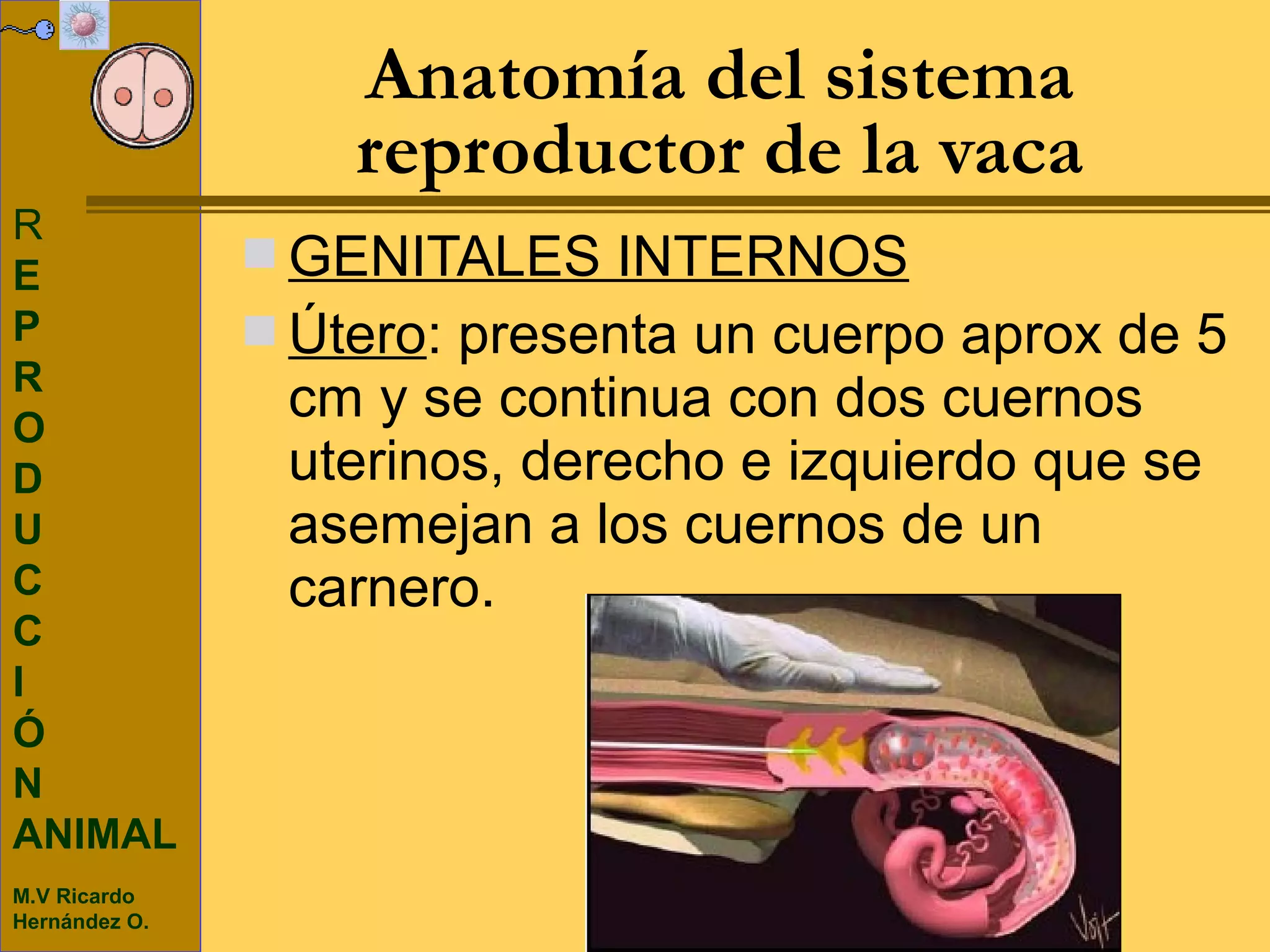 Unidad 2 anatomia de aparato reproductivo de la hembra | PPT
