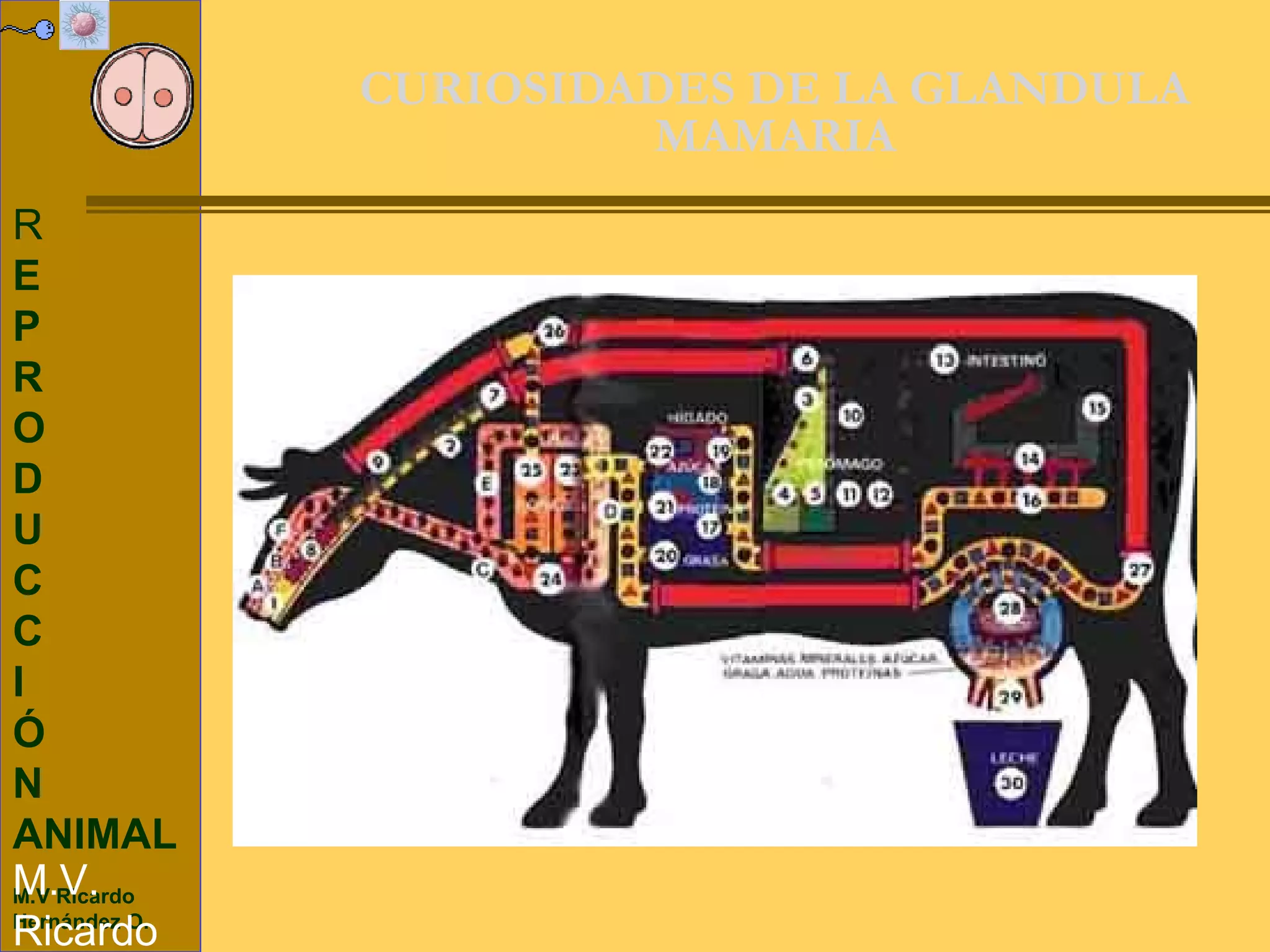 Unidad 2 anatomia de aparato reproductivo de la hembra | PPT