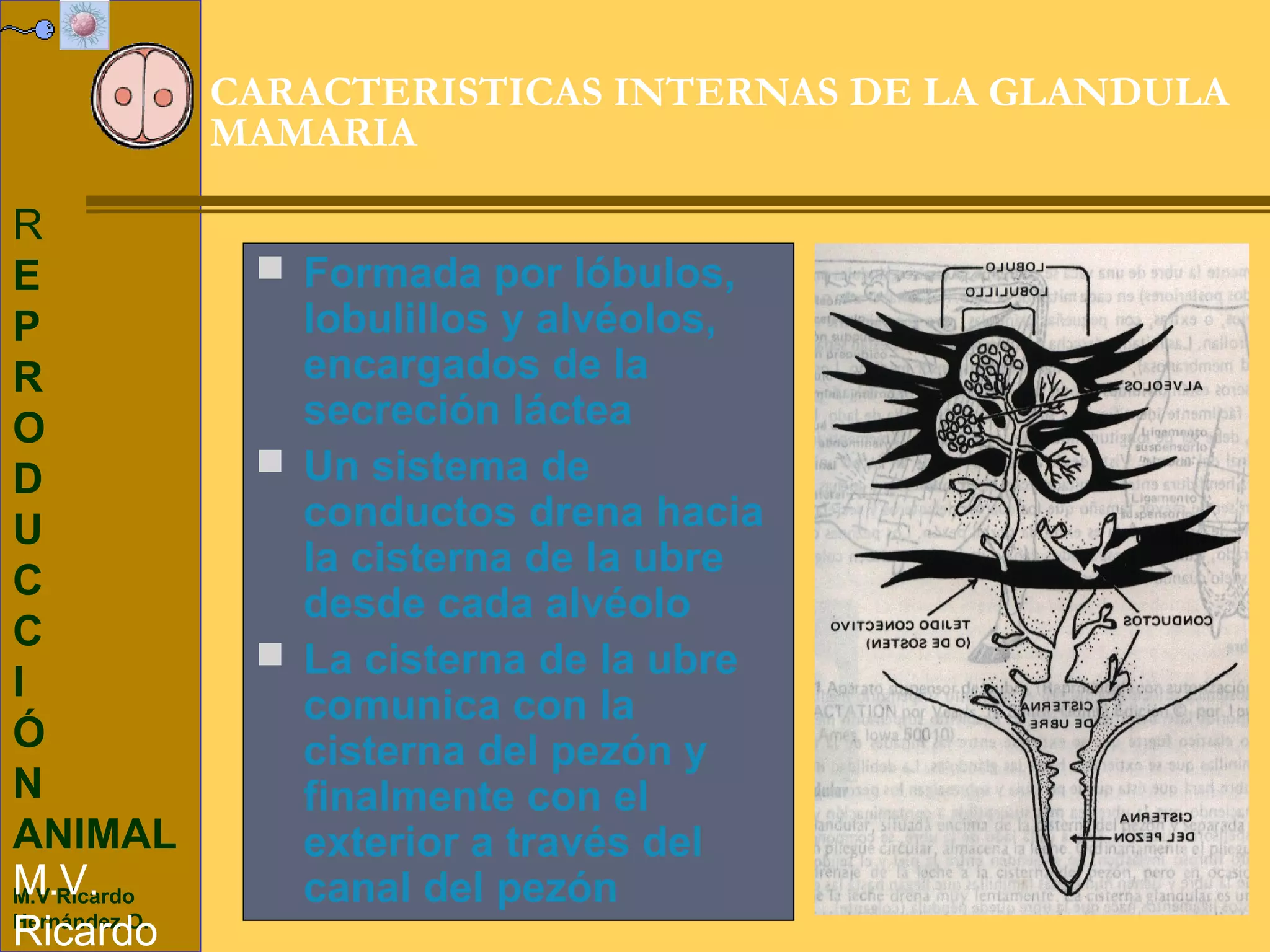 Unidad 2 anatomia de aparato reproductivo de la hembra | PPT
