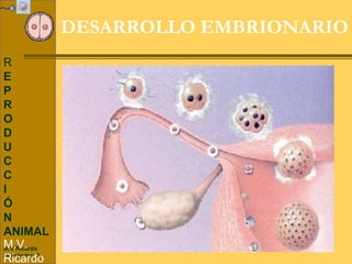 Unidad 2 anatomia de aparato reproductivo de la hembra | PPT