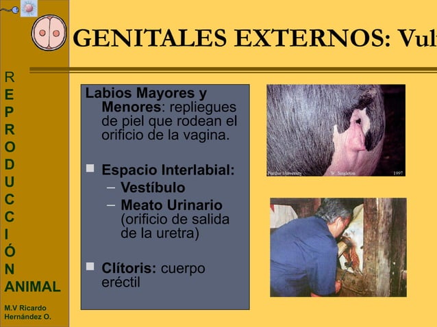 Unidad 2 anatomia de aparato reproductivo de la hembra | PPT