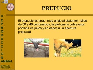 Unidad 2 aparato reproductor del toro | PPT