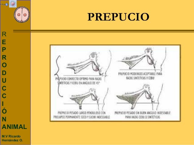 Unidad 2 aparato reproductor del toro