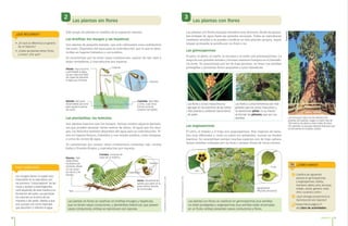 UNIDAD 2 Reino Plantae.pdf