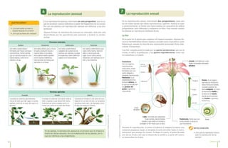 UNIDAD 2 Reino Plantae.pdf