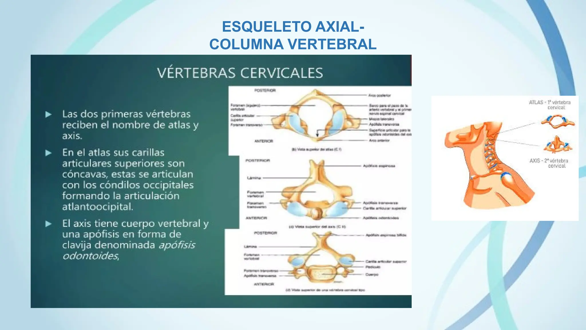 UNIDAD 2 SISTEMA ESQUELETICO Y ARTICULAR💗.pptx